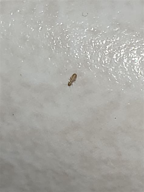 What Is This Bug Hundreds Of These Found In Kitchen R Pestcontrol