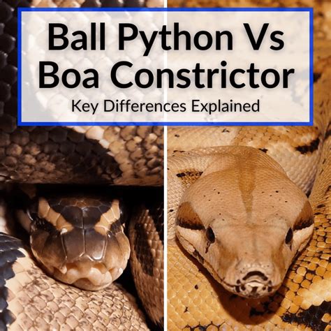 Ball Python Vs Boa Constrictor Key Differences Explained