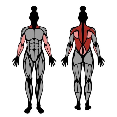 Barbell Row Muscles Worked And Technique Strengthlog
