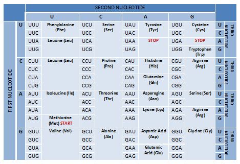 Mrna Codon Chart Amulette