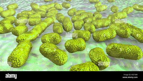 Multi Drug Resistant Acinetobacter Baumannii Bacteria Computer Illustration A Baumannii Is Gram