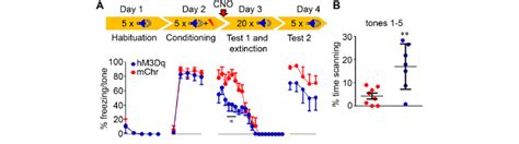 ni activation is associated with diminished freezing behavior and