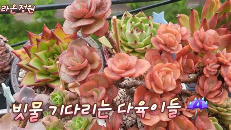 240526 빗물 기다리는 다육이들~ 베란다 다육이들도 나왔어요 ☔️ ☂️ 🌧 다육 다육식물 다육이succulent Plants 베란다다육 연봉누다