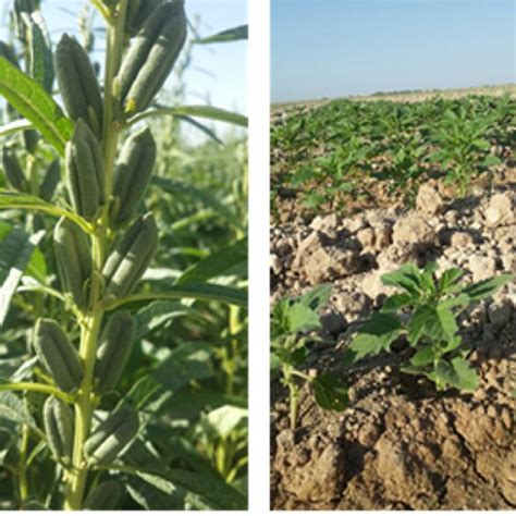 Sesame Seedlings And Plants In The Research Field During The Experiments Download Scientific
