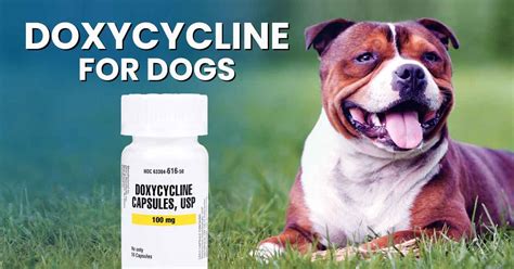Doxycycline For Dogs Dogs Naturally