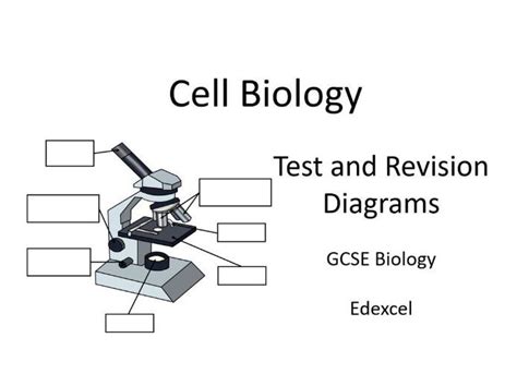 Unlabelled Plant Cell Diagram Gcse Gcse Science Cells Wikibooks Open