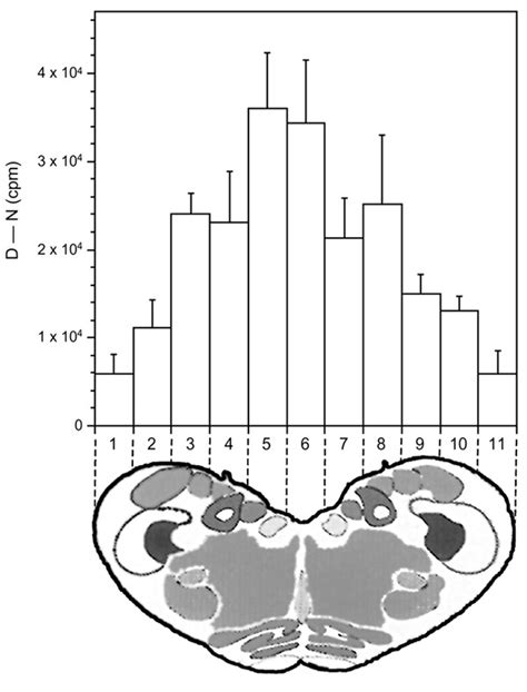 Transverse Distribution Of Prpsc In Bovine Brainstems At The Level Of