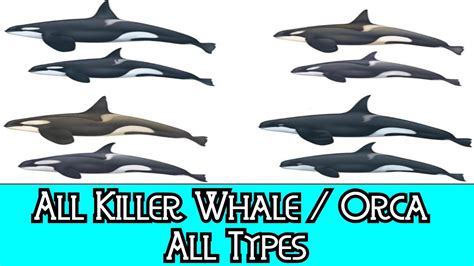 Levels Of Classification Killer Whale At Jesse Sauers Blog