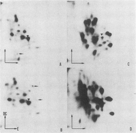 Autoradiographs Of Tryptic Peptide Maps Of 25i Labeled 37k And Pi