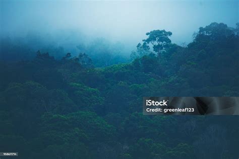 아름 다운 가로 보기에서 안개에 가려져 상록 침 엽 수와 낮은 속이는 구름에 숲이 우거진된 산 사면 0명에 대한 스톡 사진 및 기타 이미지 Istock
