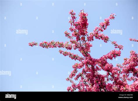 Red Pink Spring Tree Blossoming Cherry Flowers Background With Sky Stock Photo Alamy