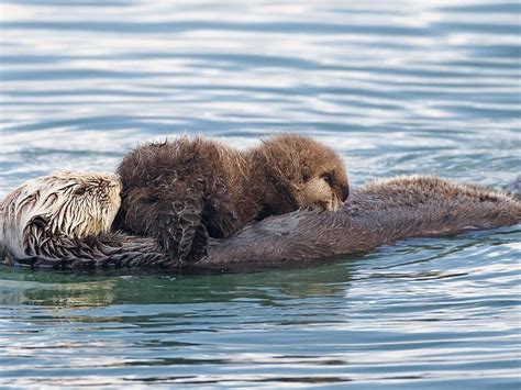 ~adorable Sea Otters~ Wallpaper Do Otters Have Sex With Seals