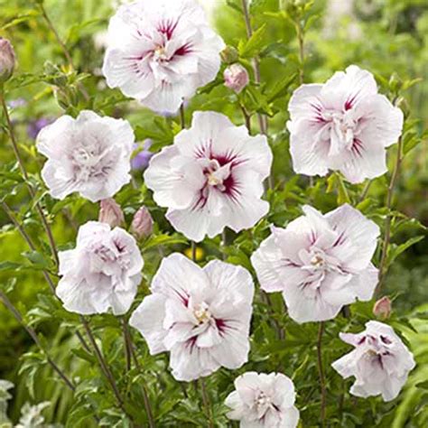 Hibisks China Chiffon (77811): daudzgadās Iegādājieties labāk vietnē ...