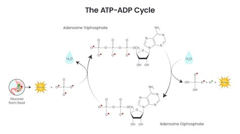 Atp Adenosine Triphosphate Vectors And Illustrations For Free Download