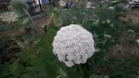 당근꽃이 만발 밤꽃향이 솔솔 Youtube