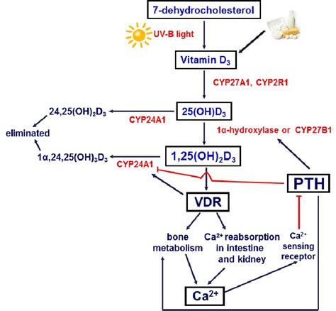 Cholesterol Vitamin D At Holly Bunny Blog