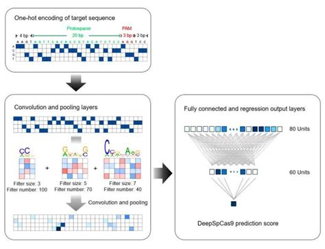 A Deep Learning Based Model Deepspcas9 To Predict Spcas9 Activity Statnano