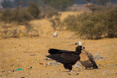 Cinereous Vulture Or Black Or Monk Vulture Closeup Flying With Wingspan