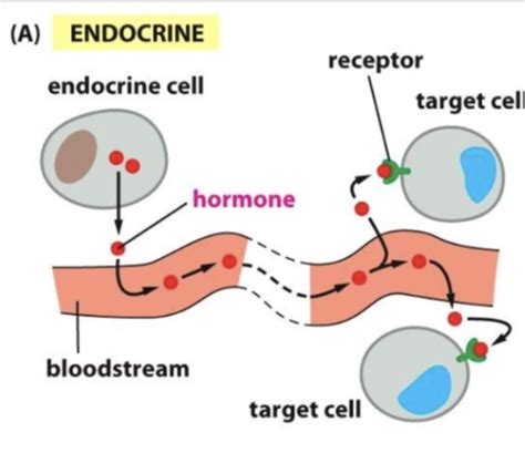 MCB8 Cell Signalling Flashcards Quizlet
