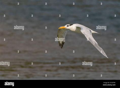 Adult African Royal Tern Thalasseus Maximus Albididorsalis Flying