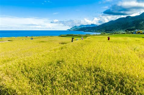 黃金稻浪的季節！精選全台5大稻田美景 欣傳媒xinmedia 最懂生活的咖