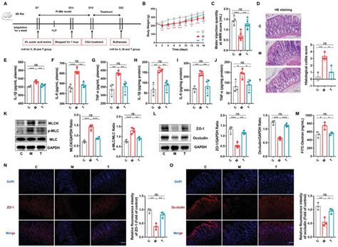 Rectal Administration Of Cga Alleviated Aa‑induced Pi‐ibs In Rats A Download Scientific