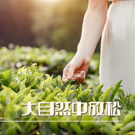 ‎大自然中放松白噪音鸟鸣叫纯大自然声音舒缓的大自然音乐放松的音乐 Album By 森林的声音 Apple Music