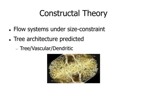 Ppt Constructal Theory Powerpoint Presentation Free Download Id 6653770