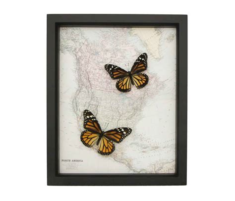 Monarch Migration Map Monarch Art