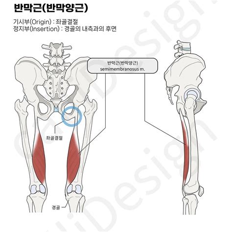 의학그림 메디컬 일러스트 Callidesign On Instagram 함께근육공부 시즌2 근육별기시정지 반막근반막양근기시정지 캘리디자인 메디컬일러스트와 함께 차근차근