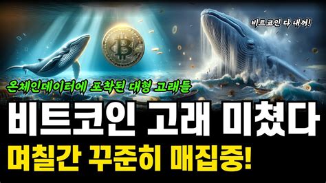 비트코인 고래 매집량 기하급수적 증가 조만간 가격 상승시사 온체인데이터 분석 호재 전망 Youtube
