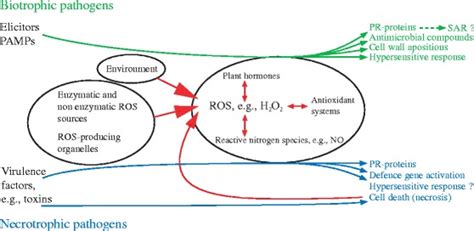 Putative Sources And Functions Of Reactive Oxygen Species ROS In Download Scientific Diagram
