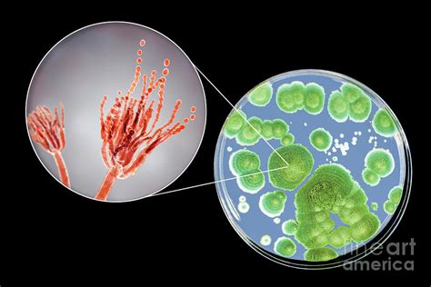 Penicillium Hyphae