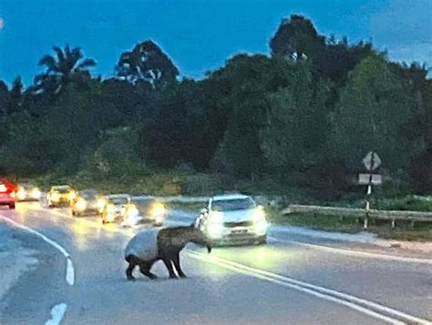 Motion Sensors Warning Lights Proposed For Wildlife Roadkill Hotspots The Star