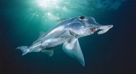 Conoce A Los 10 Animales Más Raros Del Mundo Infobae