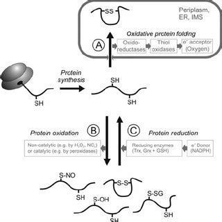 PDF Redox Biology On The Rise