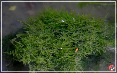 How To Clean Java Moss In Fish Tank Aquariumnexus