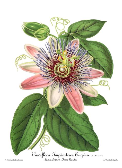 Passion Flowerpassifloraantique Botanical Printnatural History