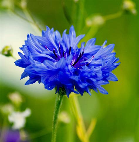 Cornflower Blue