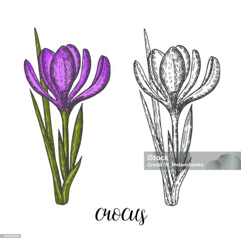 봄 꽃입니다 흑백과 컬러 크로커스의 빈티지 손으로 그린 세트입니다 스케치 벡터 조각 그림입니다 갈란투스에 대한 스톡 벡터 아트