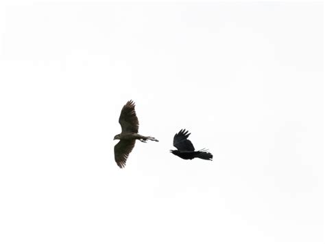 新 撮れたて野鳥写真館 2019年6月28日金 オオタカフィールド
