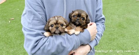 시츄와 카발리에 킹 찰스 스패니얼 분양 만남 네이버 블로그