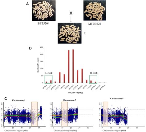 Qtl Seq Approach Adopted For Mapping Genomic Regions Responsible For Download Scientific
