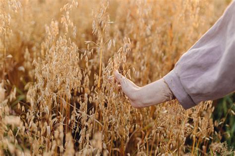 일몰 빛에 귀리 줄기를 들고있는 여자 손 손을 닫으십시오 여름 곡물 수확과 농촌 느린 삶 밭 시골에서 작물 귀를 가진 젊은 여성의 손 대기의 고요한 순간 계절에 대한 스톡