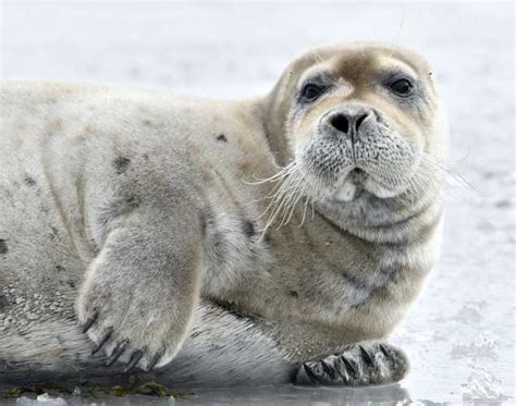 Comparative Muscle Physiology Of Ringed Bearded And Spotted Seals