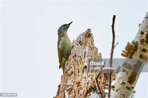새 회색 얼굴의 딱따구리 는 자작 나무의 트렁크를 따라 섬뜩합니다 가을에 대한 스톡 사진 및 기타 이미지 가을 건조한 구름 Istock