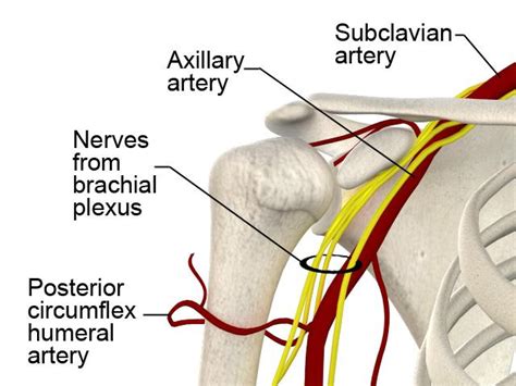 Dislocation Reduction Of The Shoulder Joint Procedures Consult Japan