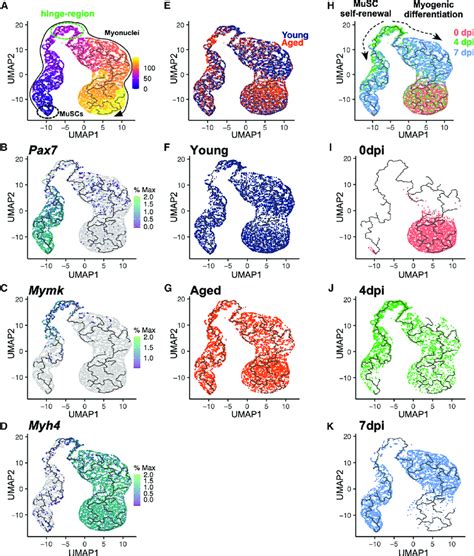 Pseudotime Trajectory Of Myogenic Differentiation In Young And Aged Download Scientific Diagram