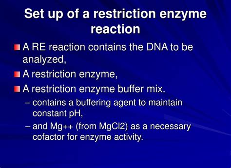 PPT Restriction Enzyme Digestion Southern Blotting Of DNA PowerPoint Presentation ID