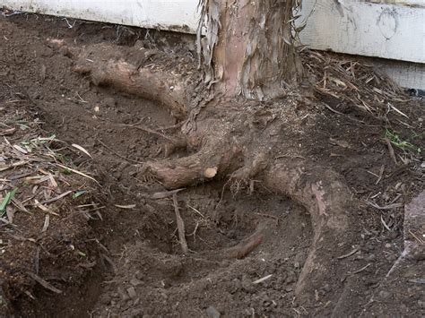 Root Damage And Preventative Tree Care In Logan Utah Root Damage And Preventative Tree Care In Logan Utah